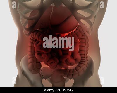 Darm-Hirn-Verbindung. Vektor-Illustration Beziehung Gesundheit des ...