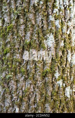 Esche (Fraxinus Excelsior). Auf dem Stamm von einem ausgewachsenen Baum ...