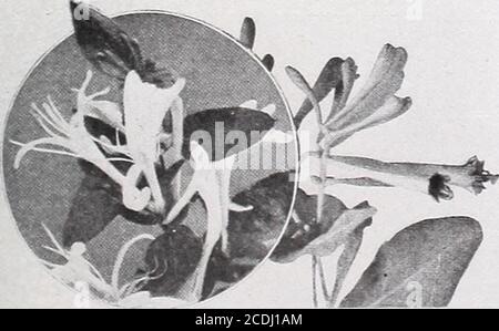 Scharlachrote Trumpet Vine, Blut Trumpet Vine oder rot Bignonia ...