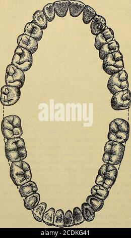 Zahnmedizinische Anatomie - Erste Oberkiefer Backenzahn. Medizinisch ...