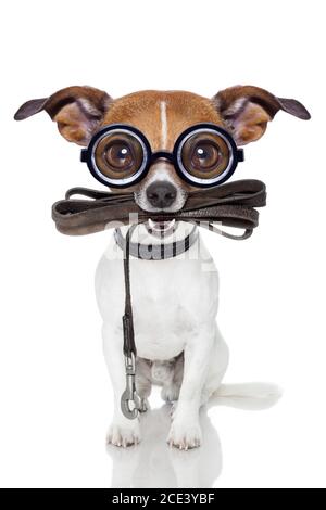 Crazy dumme Hund mit lustigen Brillen zeigen Zunge Stockfotografie - Alamy