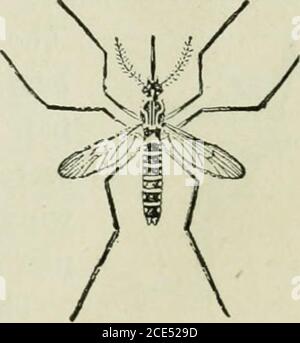 Anfänger "Zoologie. acedin jedes Feld, um die Schädlinge befallen, die ...