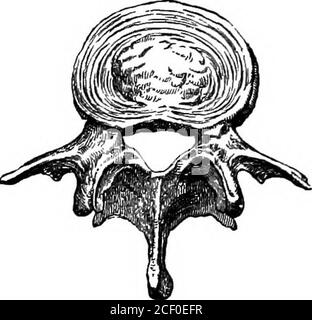 . Menschliche Physiologie. Abb. 43. – EIN Lendenwirbel, von oben ...