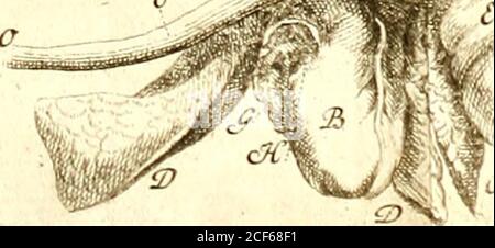 . Opuscula sua anatomica : de respiratione, de monstris. xtra reclinata ...