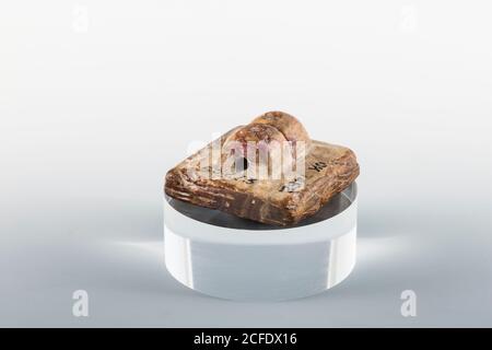 Altes Siegel des Nashorns, von Mohenjo daro, Indus Tal Zivilisation ...