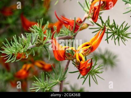 Lotus Weinstock (Lotus berthelotii Stockfotografie - Alamy