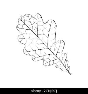 Schwarze und weiße single Eichenlaub Silhouette Stock-Vektorgrafik - Alamy