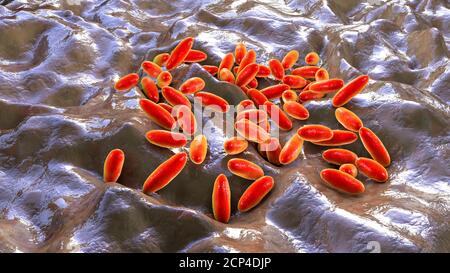 Pestbakterien (Yersinia pestis), Computerdarstellung. Y. pestis sind ...