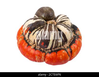 Turban Squash, auch bekannt als Turk's Turban, ist ein Kürbis, der am ...