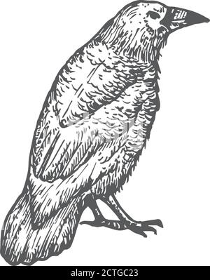 Raven sitzende Skizze Hand gezeichnet Vektor-Illustration Stock ...