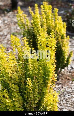 Japanische Berberis thunbergii 'Sunjoy Mini Maroon', Berberis ...