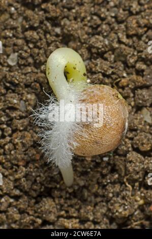 Radieschen Keimen (Raphanus sativus), Farbig Scanning Electron ...