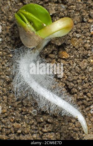 Radieschen Keimen (Raphanus sativus), Farbig Scanning Electron ...
