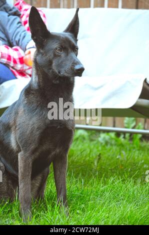 Mischlingshund, Mischling, schwarz-weiß, sitzen im Herbst Blätter mit ...