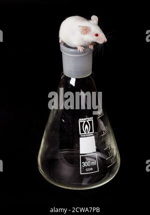 Baby Albino Ratte auf weißem Papier im Labor Stockfotografie - Alamy