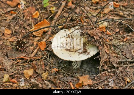 Weiße Lactarius oder Lactarius Resimus Pilz Gattung Lactarius Familie ...