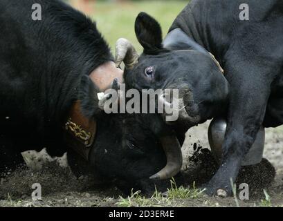 Eringer Kampf Kuh in einem Kuhkämpfe Arena, Wallis, Schweiz, Europa Stockfotografie - Alamy