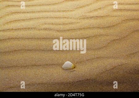 Schöne Muscheln auf dem sandigen Strand genommen, Closeup, Shell Rand ...