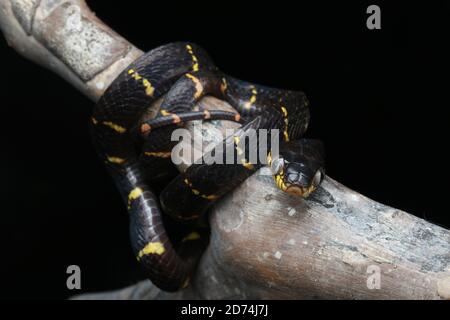 Mangrove Katze Schlange oder Boiga melanota ruht auf Zweig ...