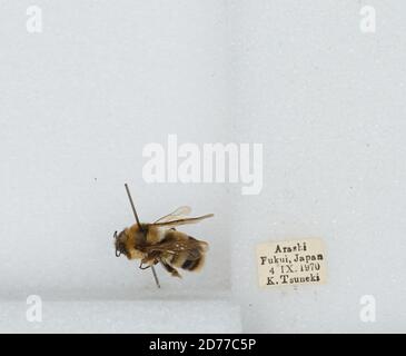 Arashi, Fukui, Japan, Bombus (Bombus) ignitus Smith, Animalia, Arthropoda, Insecta, Hymenoptera ...