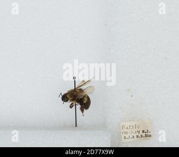 Batsto, Burlington, USA, New Jersey, N 39 38' 30''', W 74 38' 51 ...