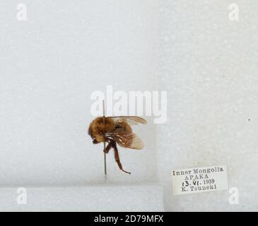 Abag Qi, Innere Mongolei, China, Bombus sp., Animalia, Arthropoda ...