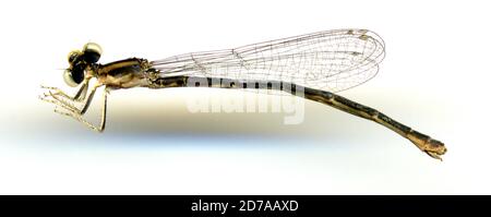 Teich #3, Cluff Ranch Wildlife Area, südwestlich von Pima, Graham ...