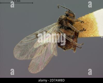 Tijeras, Bernalillo, New Mexico, United States, Diplolepis discalis ...