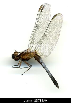 Teich #3, Cluff Ranch Wildlife Area, südwestlich von Pima, Graham ...