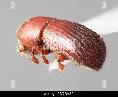 Festgeklemmt, 8 km. S Colonia, VII-9-'70 el. 30 m S.L.Wood, Valle del ...