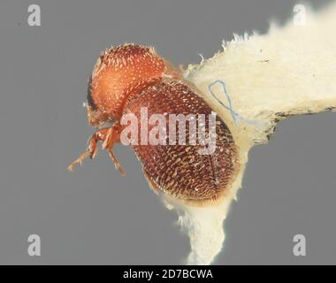 Mit Pinned, Estacion de Biologia Chamela Edo. Jalisco 4-III-82 100m Col ...