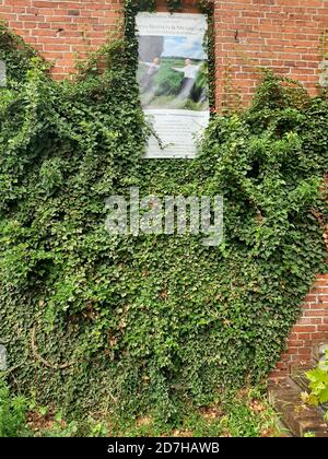 Hedera Helix, Fassade, Begrünung mit Efeu Stockfotografie - Alamy