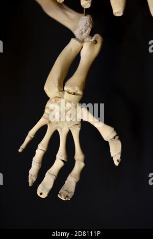 Skelett des West Indian Manatee oder Seekuh (Trichechus Manatus ...