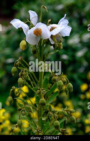 Meconopsis Baileyi 'Alba', weiße Himalaya-Mohn Stockfotografie - Alamy