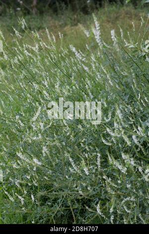 Weißer Steinklee, Weisser Steinklee, Steinklee, Stein-Klee, Melilotus ...