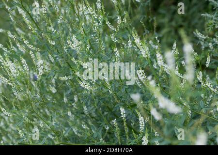 Weißer Steinklee, Weisser Steinklee, Steinklee, Stein-Klee, Melilotus ...