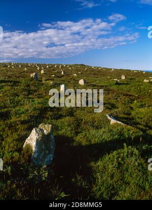 Blick nach Nordosten bergauf bei Mid Clyth Steinreihen, Caithness ...