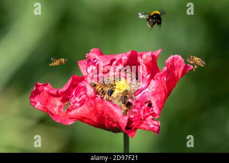 . Die Anatomie der Biene. Insekten; Bienen; Bienen; Honigbiene Anatomie ...