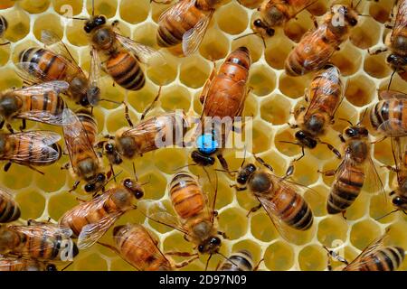 Königin der Bienen in einem Bienenstock, umgeben von Arbeitsbienen ...