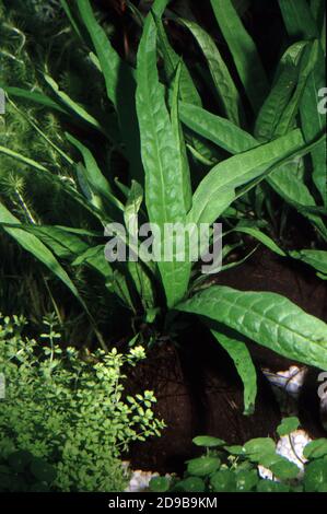 Microsorum pteropus, auch bekannt als Java Fern, ist eine in ...