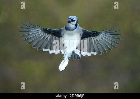Blue Jays im Flug über Feeder Stockfotografie - Alamy