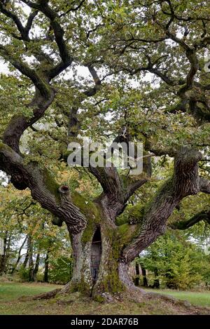 Englische Eiche (Quercus robur) tausendjährige Eiche, Oberthulba ...