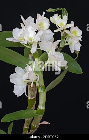 Dendrobium nobile Dendrobium, edle Blume, Nahaufnahme Stockfotografie ...