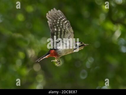 Buntspecht, Männlich, Flug, Buntspecht, Männchen, Flug, Flugbild ...
