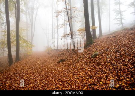 1. November 2020, Oberursel (Hessen): Der Herbstwald im Heidetranktal ...
