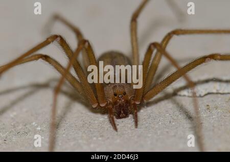 Mediterrane recluse spider (Loxosceles rufescens) Menorca eine höchst ...