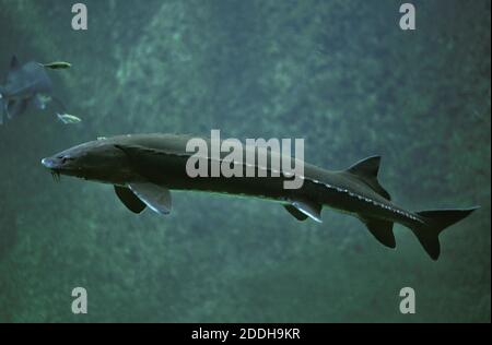 Stör, Acipenser sp, Fisch Eier für Kaviar Stockfotografie - Alamy