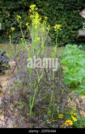 Brassica Nigra - Black Senf Seeds Oder Ajenabe Stockfotografie - Alamy
