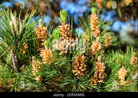 Monterey Kiefer Pinus Radiata (Tannenbäumen Stockfotografie - Alamy