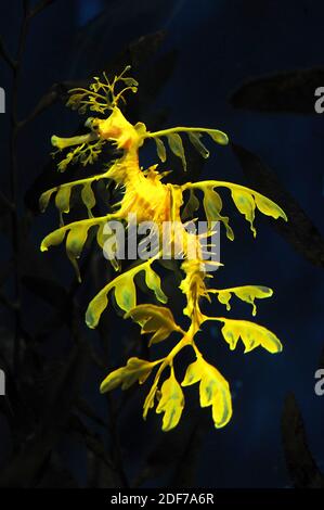 Leafy Fetzenfisch Phycodurus eques Stockfotografie - Alamy
